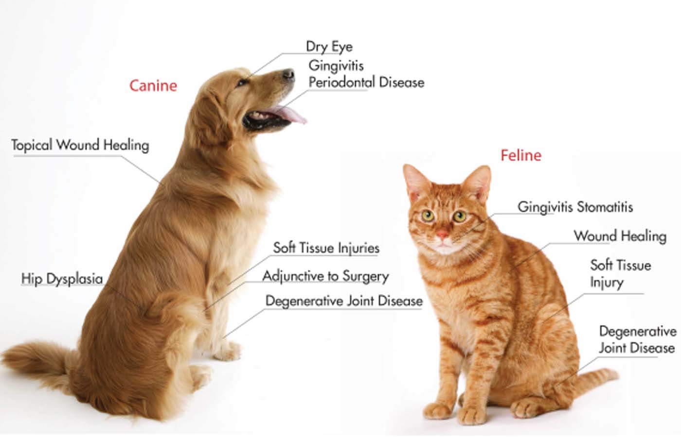 Platelet-Rich Plasma - Vet in Wilsonville | Village at Main Veterinary ...