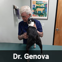 Team - Vet in Wilsonville | Village at Main Veterinary Hospital